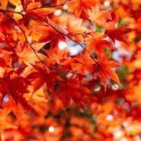 Somewhere Under A Maple Tree | Stories of life, love and the fantastic.